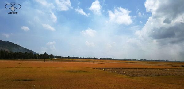 Điểm danh những vựa lúa lớn nhất Việt Nam